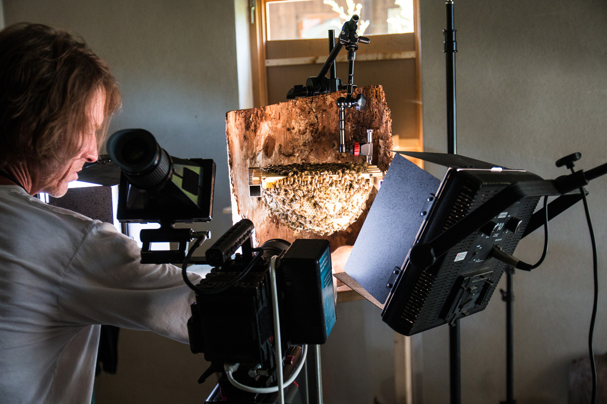 Filmtipp – TAGEBUCH EINER BIENE – Bienengarten